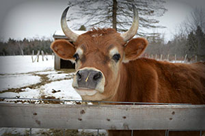 Animal Welfare Program: Maine Department of Agriculture, Conservation ...