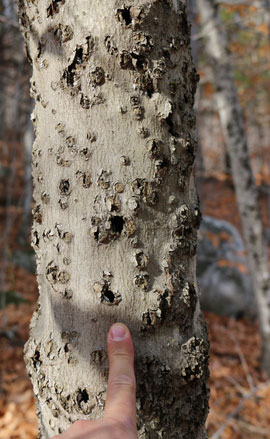 Beech bark disease (Cryptococcus fagisuga and Neonectria spp.): Disease ...