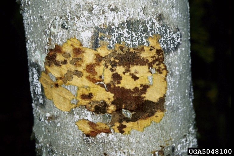 Beech bark disease (Cryptococcus fagisuga and Neonectria spp.): Disease ...