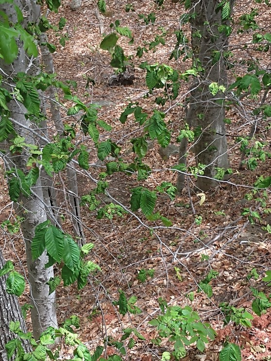 Beech Leaf Disease : Forest Health & Monitoring: Bureau of Forestry ...